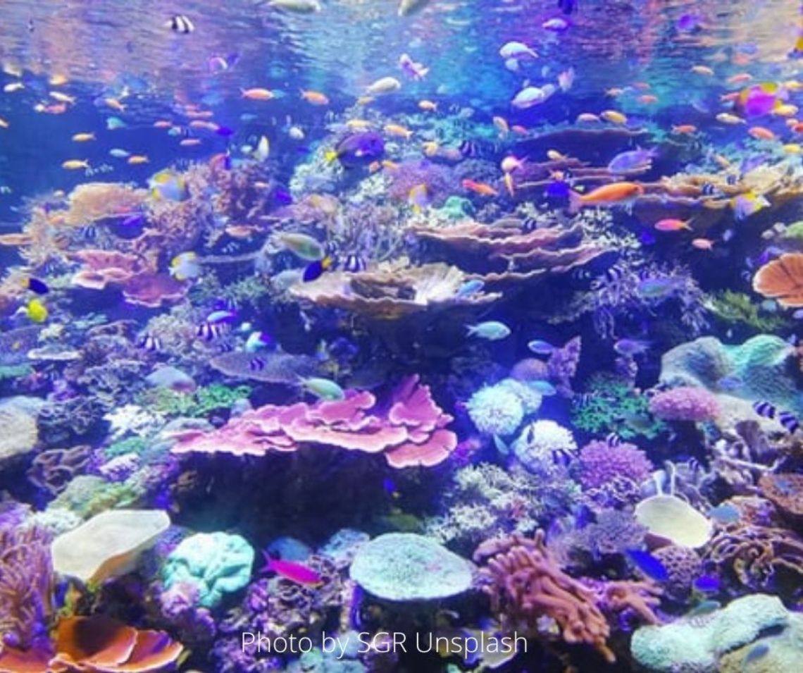 Life in the Caribbean Sea | Experience Jamaique