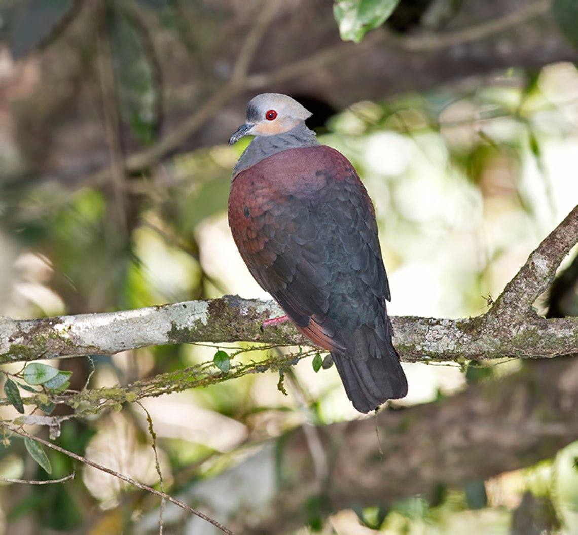 Birds! | Experience Jamaique